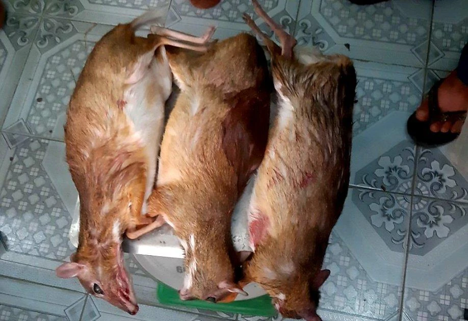 Dùng súng tự chế bắn 3 con cheo cheo | Báo Pháp Luật TP. Hồ Chí Minh