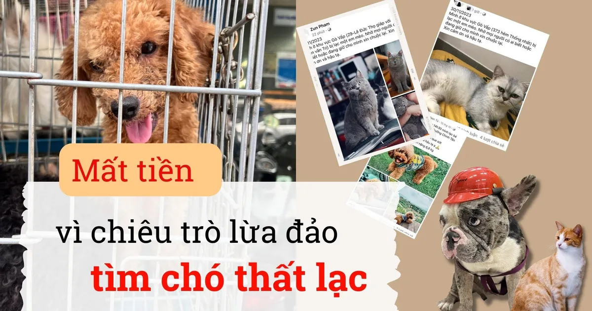Mất tiền vì chiêu trò lừa đảo tìm chó thất lạc | Báo Pháp Luật TP. Hồ ...