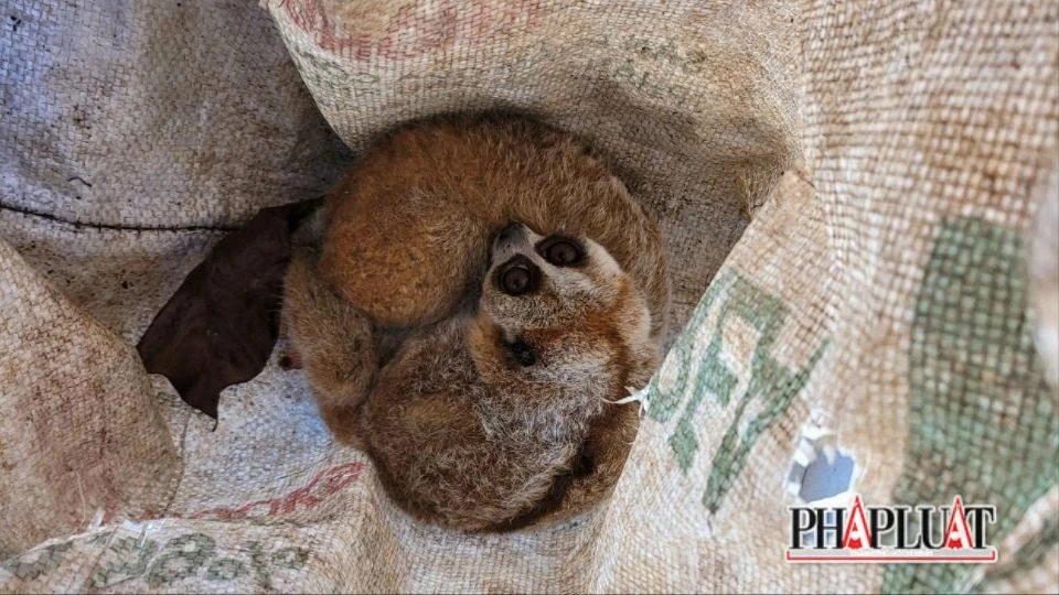 Giao nộp 2 con Cu li vừa bắt được trong rẫy cà phê | Báo Pháp Luật TP ...