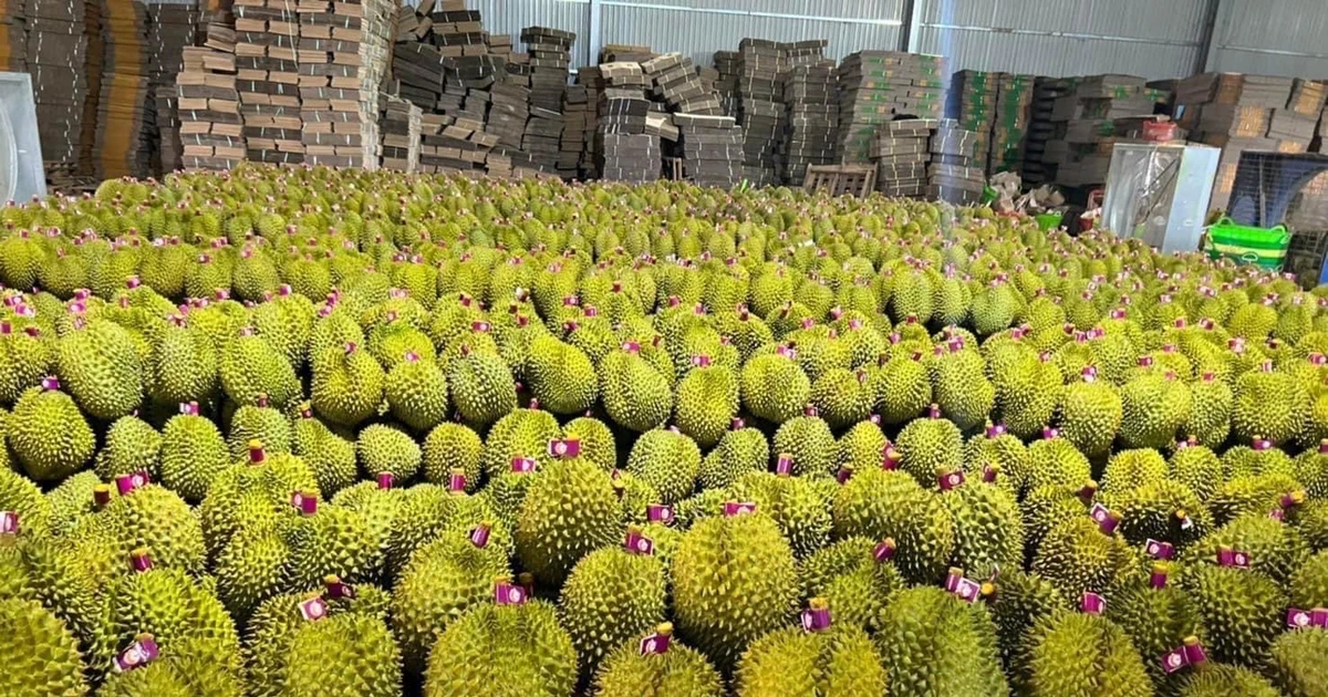 30 lô hàng sầu riêng xuất khẩu nhiễm cadimi vượt ngưỡng bị cảnh báo ...