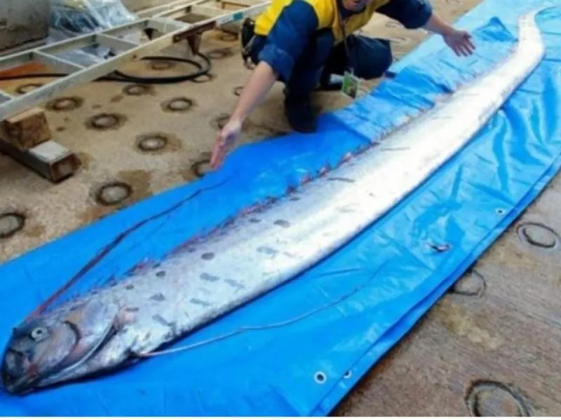 Cá mái chèo xuất hiện, dân Nhật lo có động đất, sóng thần lớn | Báo ...