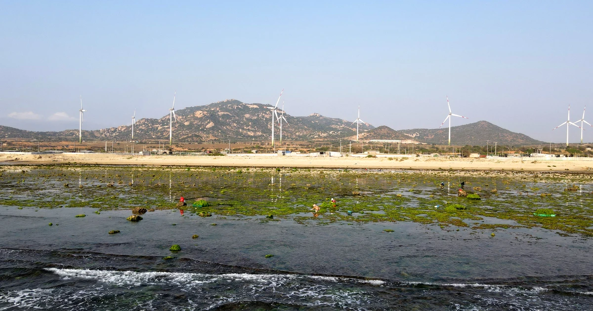 Mùa rong biển ở Ninh Thuận: Ngư dân chờ thủy triều hạ để thu 'lộc biển ...