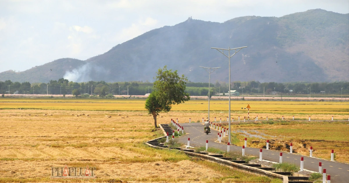 Cánh đồng lúa An Nhứt gây sốt trên mạng xã hội bước vào mùa gặt | Báo ...