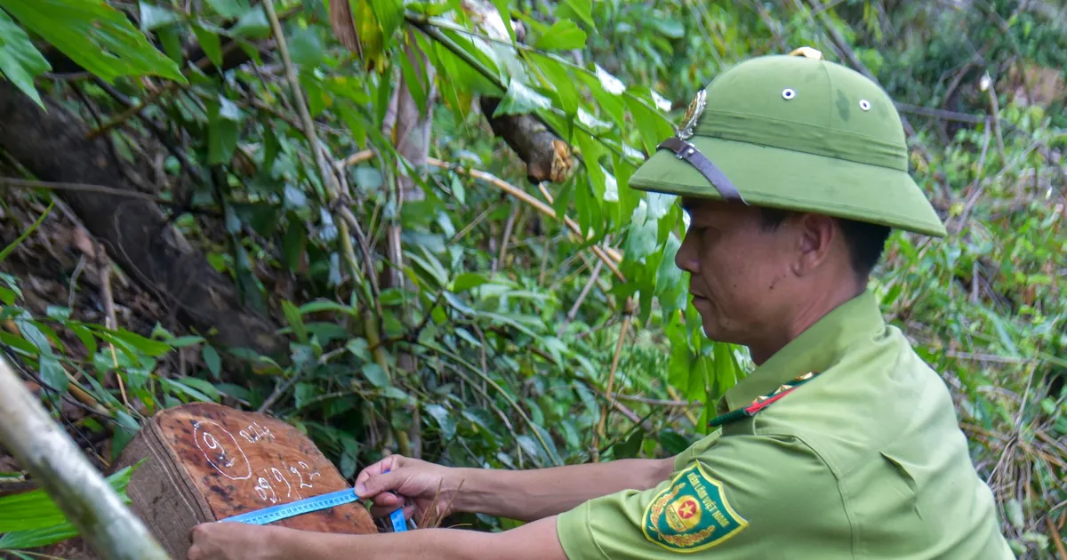 Bị phạt 15 triệu vì phá rừng đầu nguồn suối La La | Báo Pháp Luật TP ...