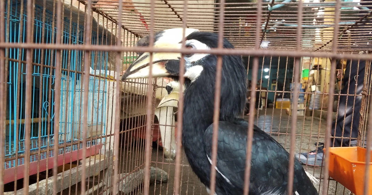 2 con chim cao cát quý hiếm được người dân giao cho kiểm lâm | Báo Pháp ...