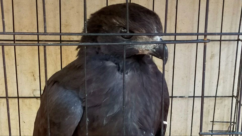 Con chim quý bay vào trường học ở quận 4 được bảo vệ bắt lại | Báo Pháp ...
