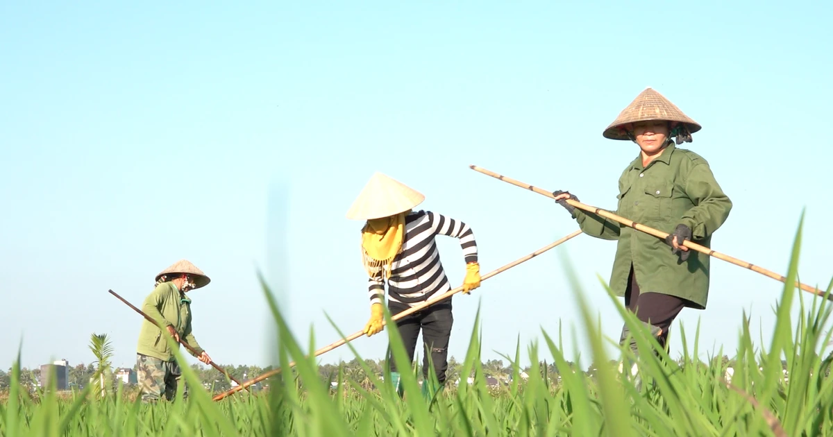 ‘Dệt’ thảm xanh để có những ‘hạt vàng’ ấm no | Báo Pháp Luật TP. Hồ Chí ...