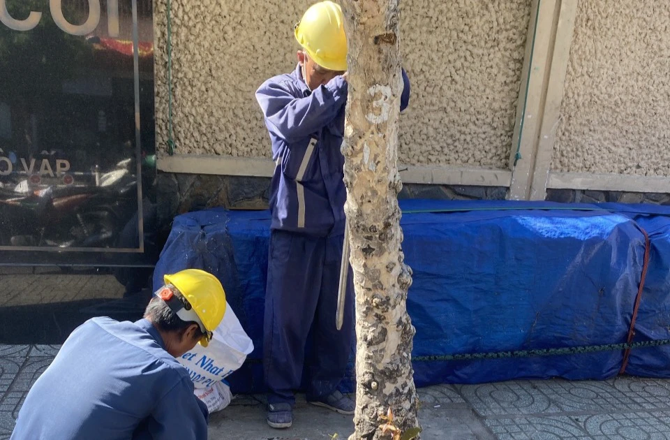 Xử lý nghiêm những trường hợp trám bít gốc cây bằng... bê tông | Báo ...