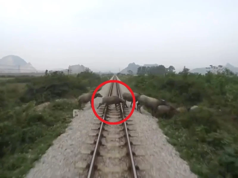 Tàu hỏa đâm chết đàn trâu thả rông băng ngang đường ray | Báo Pháp Luật ...