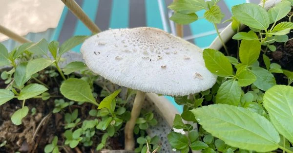 Những lầm tưởng khi phân biệt nấm độc và nấm thường | Báo Pháp Luật TP ...