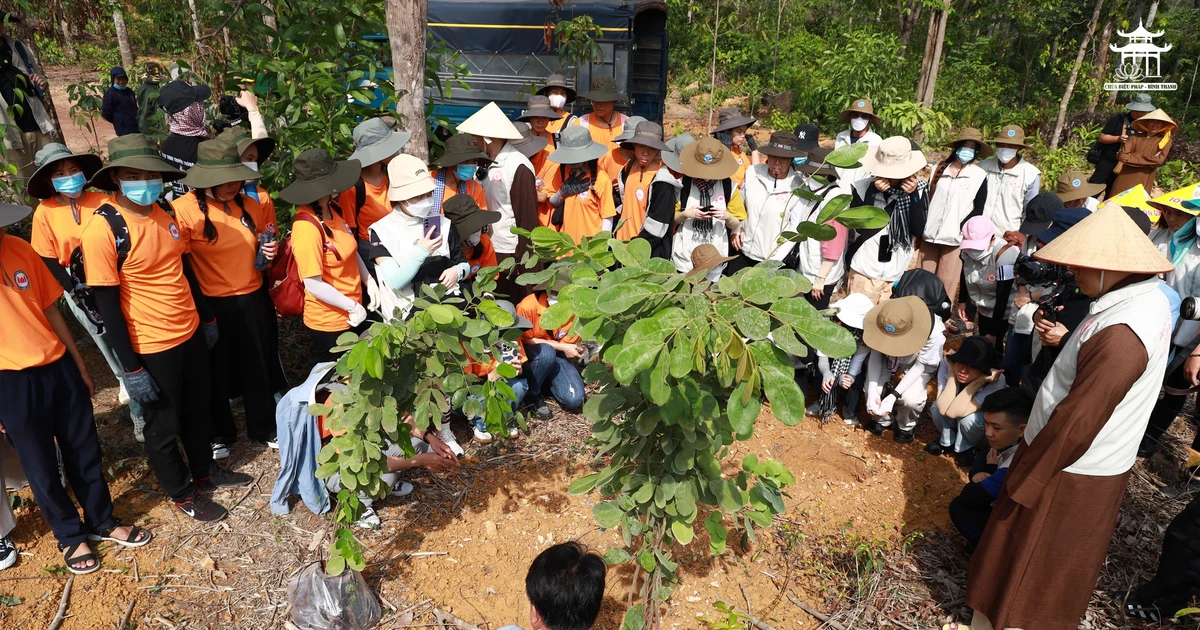 Chùa kêu gọi cúng dường bằng cây xanh để ‘tặng rừng cho mai sau’ | Báo ...
