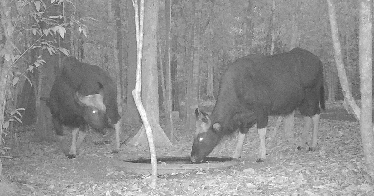 Tiếp nước cho thú rừng mùa khô hạn kéo dài | Báo Pháp Luật TP. Hồ Chí Minh