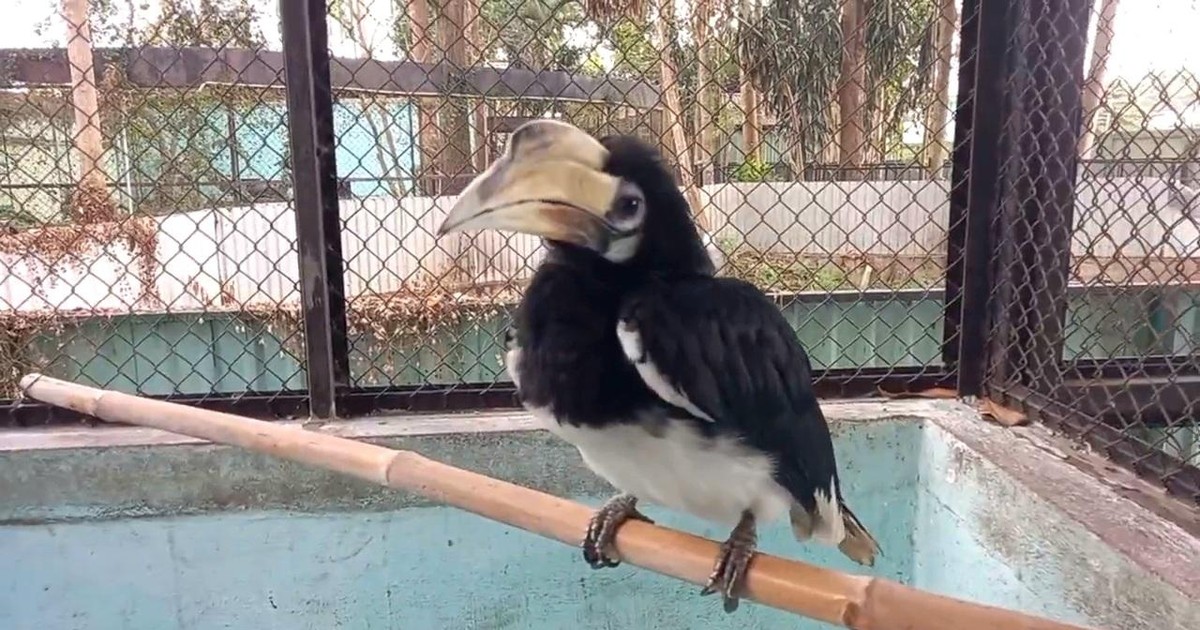 Những con chim lạ liên tục xuất hiện ở TP.HCM | Báo Pháp Luật TP. Hồ ...