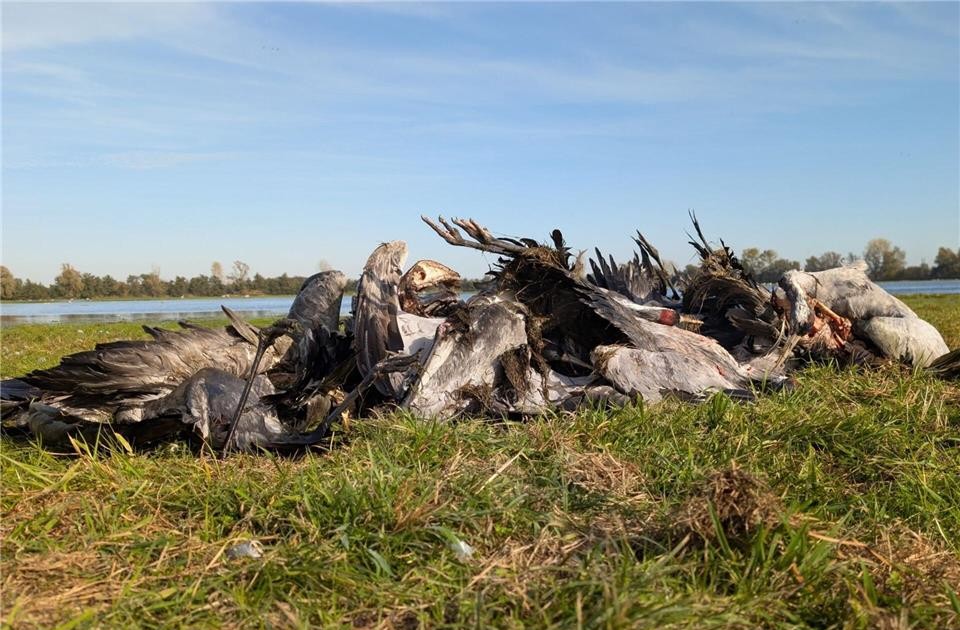 Ảnh: Cả ngàn con sếu hoang dã chết do dịch cúm A/H5N1 ở Đức | Báo Pháp ...