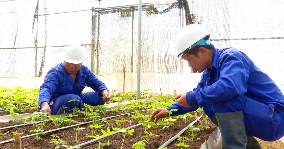 Vụ cấp mã số vùng trồng sâm Ngọc Linh mập mờ: Tỉnh chỉ đạo rà soát toàn ...