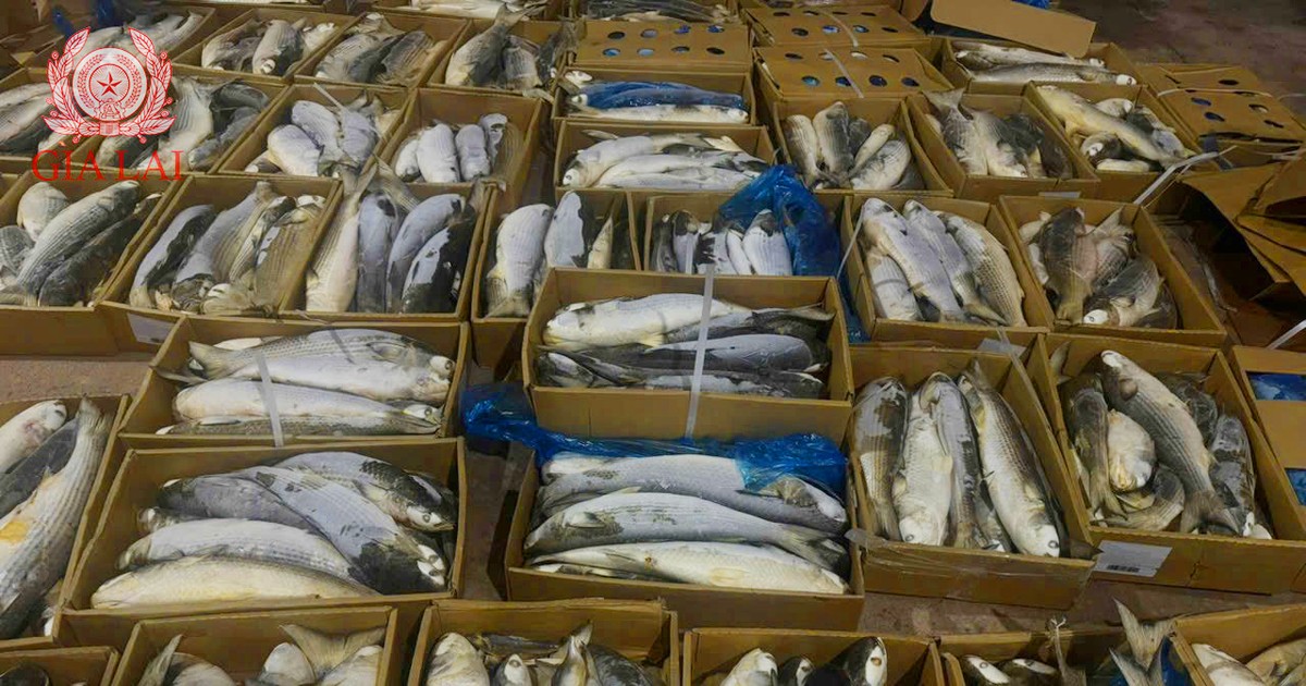 Phát hiện gần 1 tấn cá không rõ nguồn gốc tại 1 công ty ở Gia Lai | Báo ...