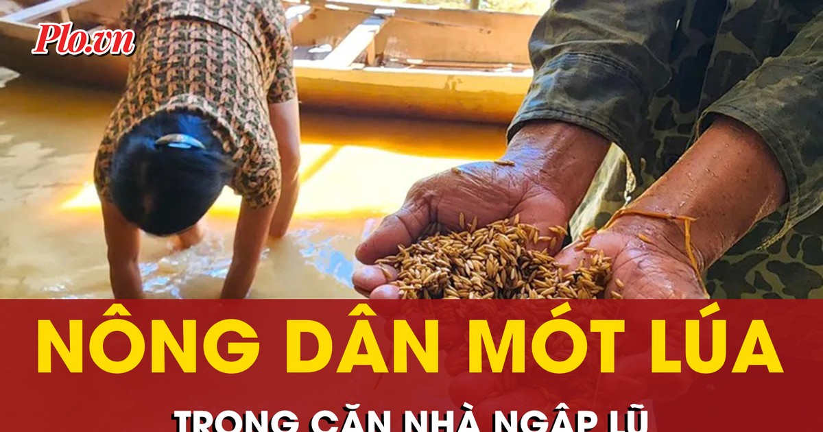 Nông dân mót lúa ngay trong căn nhà ngập lụt của chính mình | Báo Pháp ...