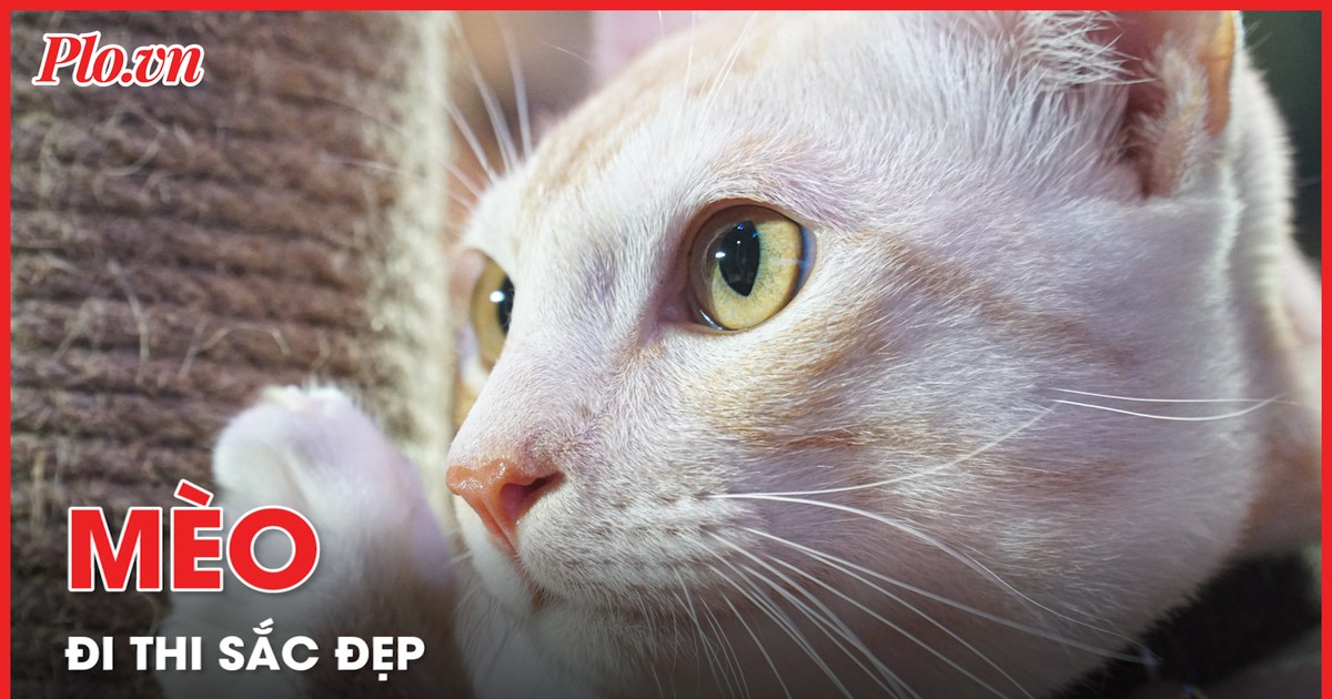 Cuối tuần, hàng trăm bạn trẻ đưa mèo đi thi sắc đẹp | Báo Pháp Luật TP. Hồ Chí Minh