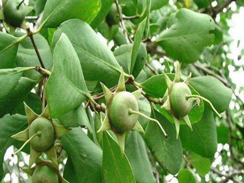 Thân em như trái bần trôi... | Báo Pháp Luật TP. Hồ Chí Minh