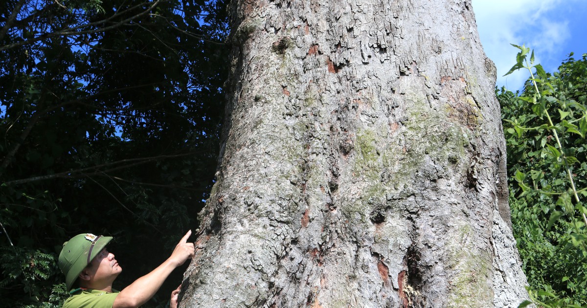 Cận cảnh cây lim xanh gần 700 năm tuổi ở Thanh Hóa | Báo Pháp Luật TP ...