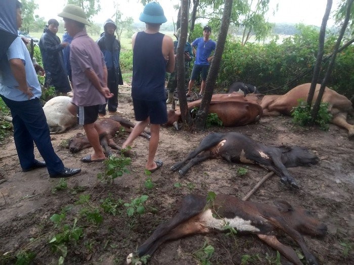 Quảng Bình: Sét đánh chết 8 con bò cột dưới gốc cây | Báo Pháp Luật TP ...