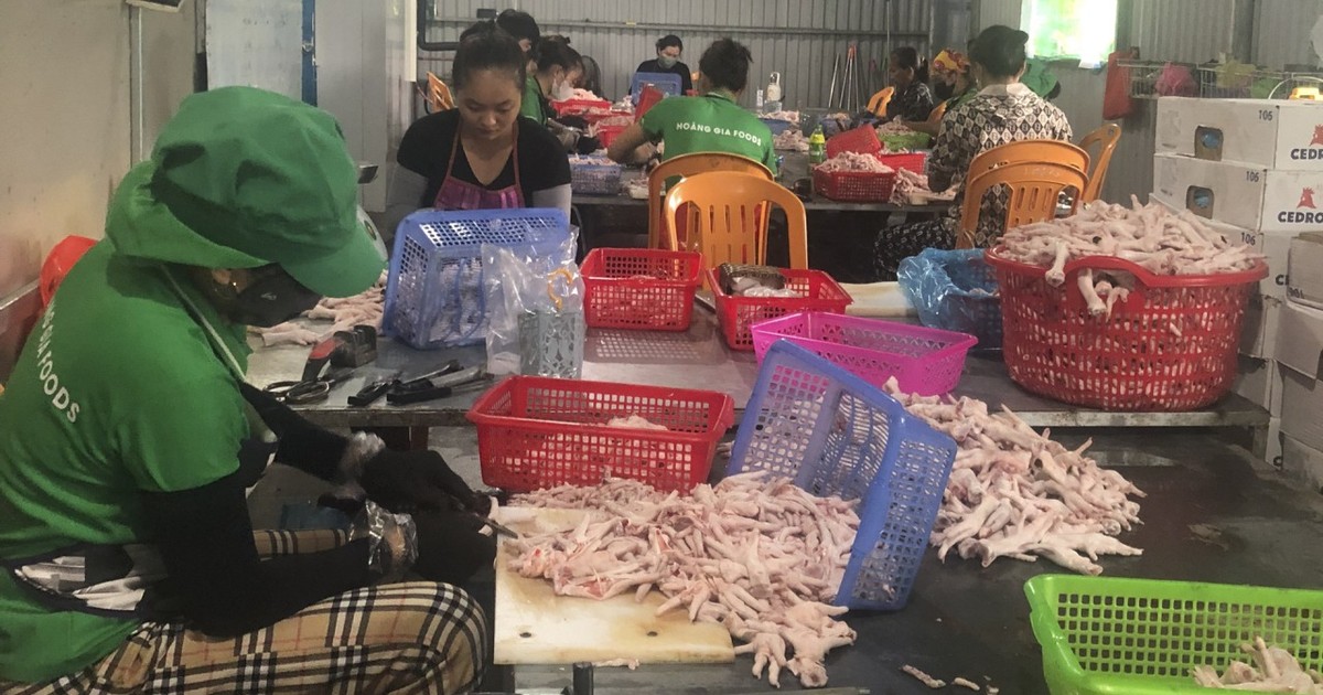 Phát hiện 3 tấn gà đông lạnh không rõ nguồn gốc ở Quảng Bình | Báo Pháp ...