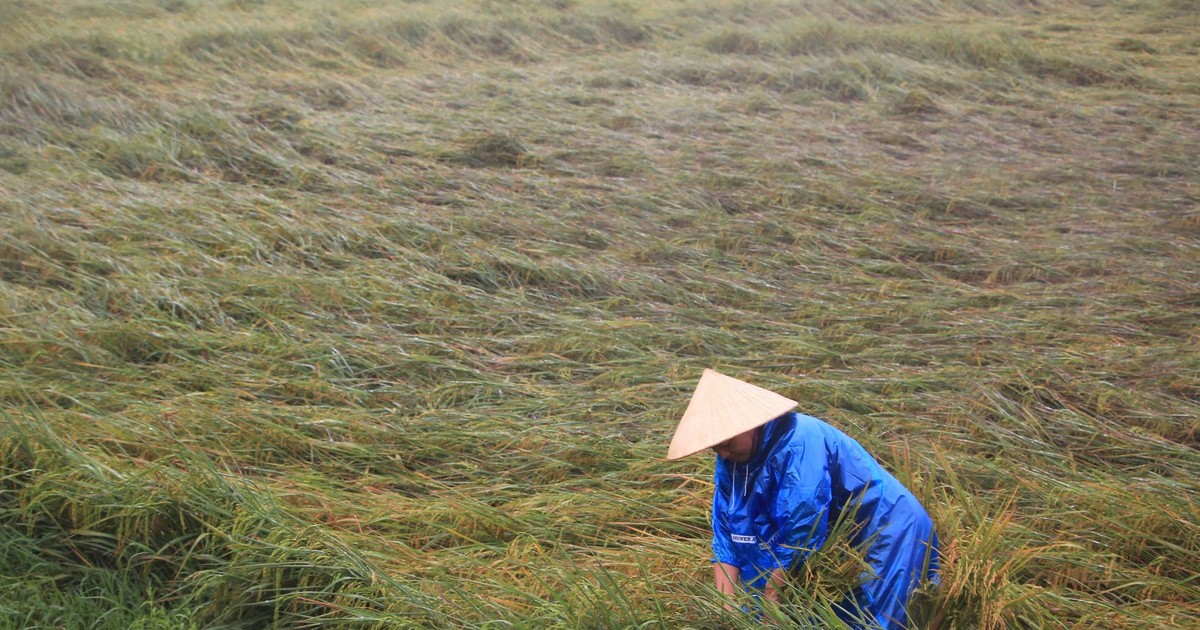 Mưa lớn khiến khoảng 1.600 héc-ta lúa ở Quảng Bình ngã đổ la liệt | Báo ...