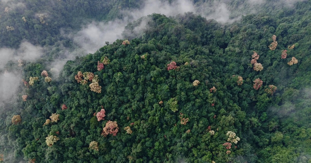Rừng cây Trường Nhãn ở Phong Nha - Kẻ Bàng 'thay áo' đón Tết | Báo Pháp ...