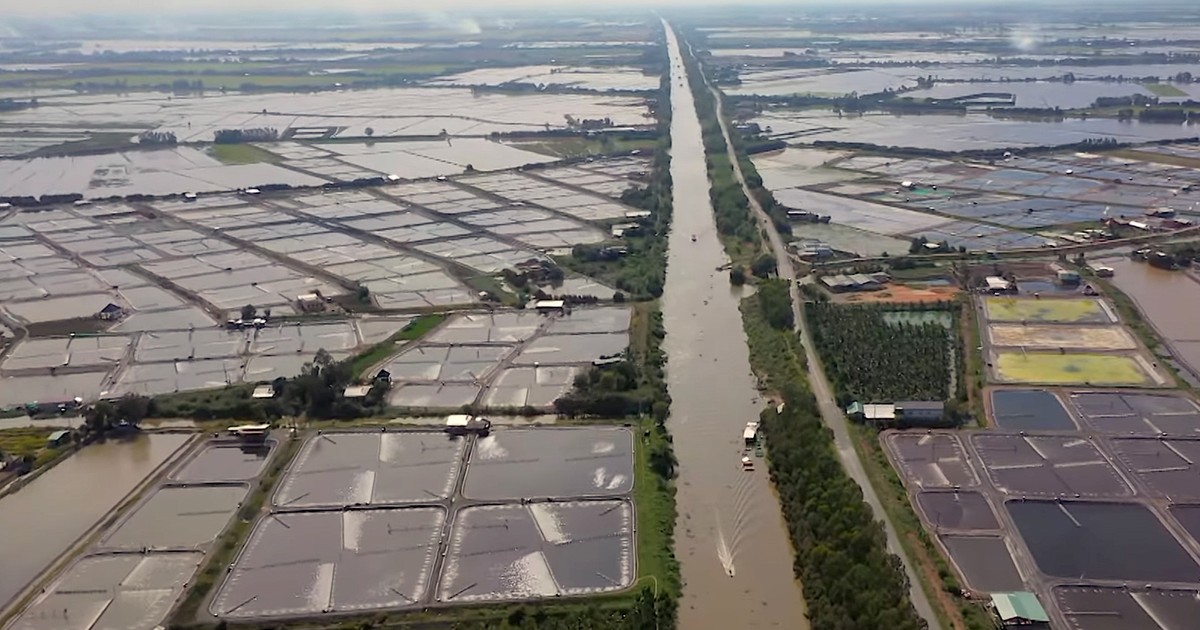 Long An: Kiên quyết xử lý việc đào ao nuôi tôm trên đất lúa | Báo Pháp ...