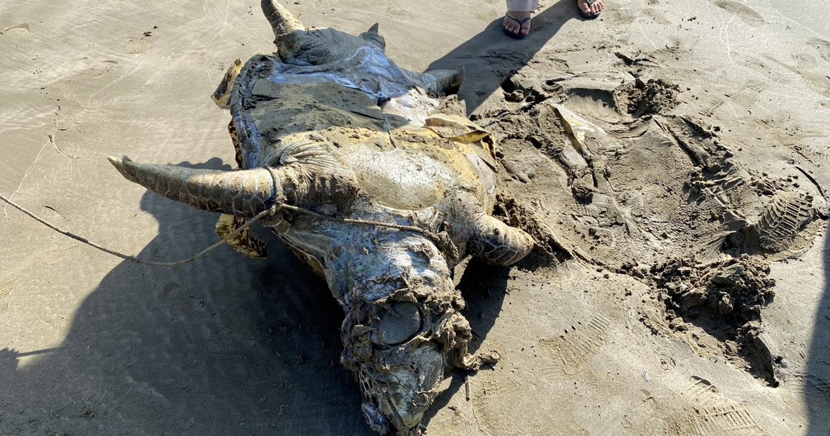 Một con vích bị rạch bụng lấy trứng, nội tạng ở Côn Đảo | Báo Pháp Luật ...