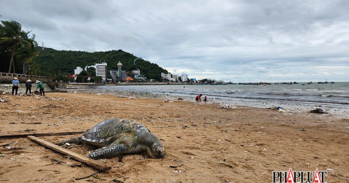 1 con rùa biển có vết rạch trên lưng dạt vào bờ biển Vũng Tàu | Báo ...