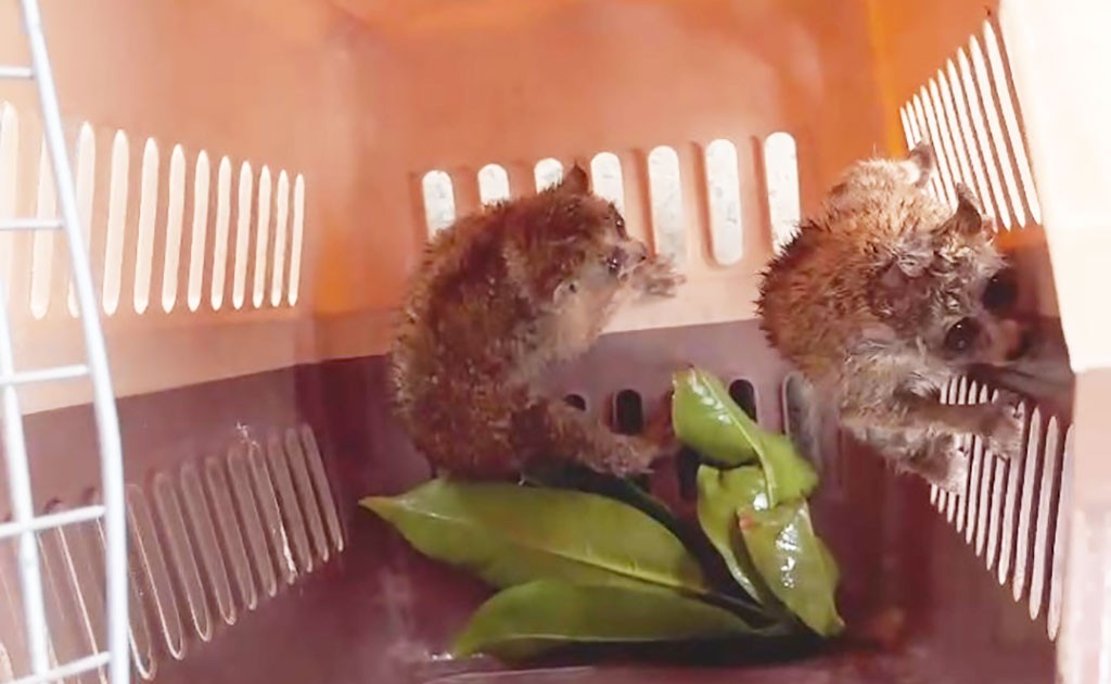 Bắt được hai con cu li quý hiếm khi chặt tre trong vườn ở Bình Thạnh ...