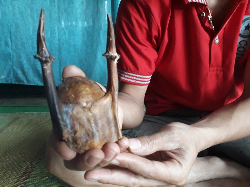 Nhặt được cặp 'sừng lạ' nghi là sừng cheo quý hiếm | Báo Pháp Luật TP ...