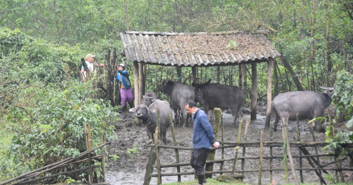 Nghề nuôi trâu thả rông trong rừng ở Quảng Trị: Nỗi lo tiềm ẩn | Báo ...