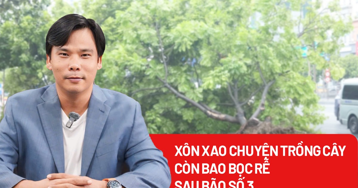 Trồng cây còn bao rễ bị phát hiện sau bão số 3, ai chịu trách nhiệm ...