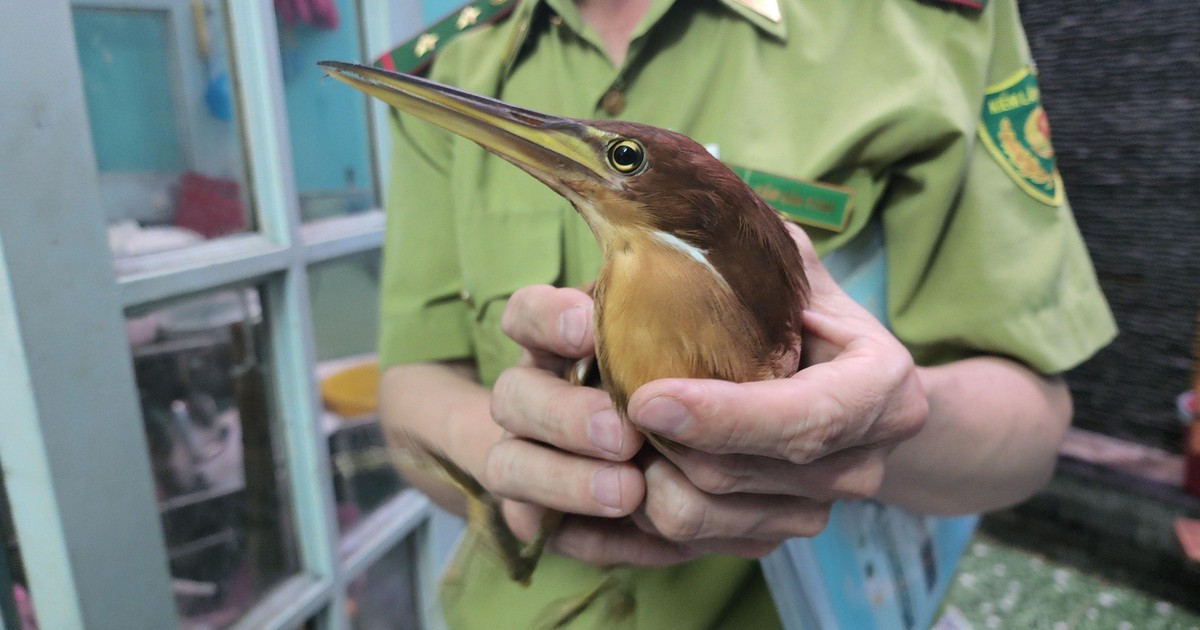 Phát hiện con chim lạ, người dân gọi báo kiểm lâm | Báo Pháp Luật TP ...