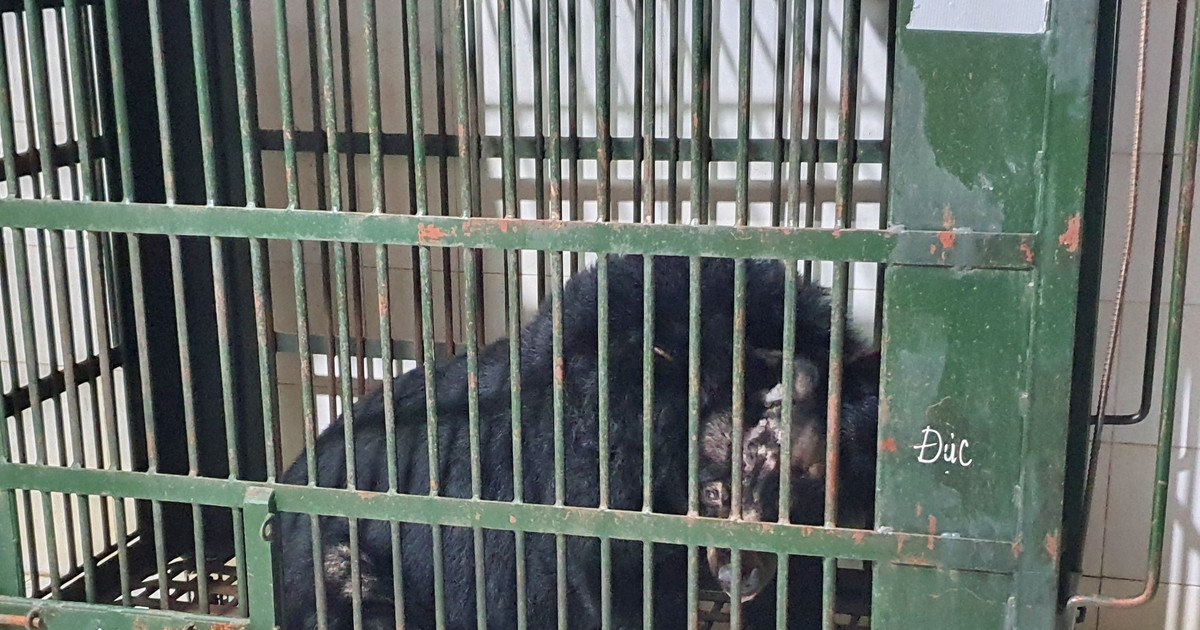 Người dân bàn giao gấu ngựa cụt 1 tay, nặng gần 2 tạ ở TP Thủ Đức | Báo ...