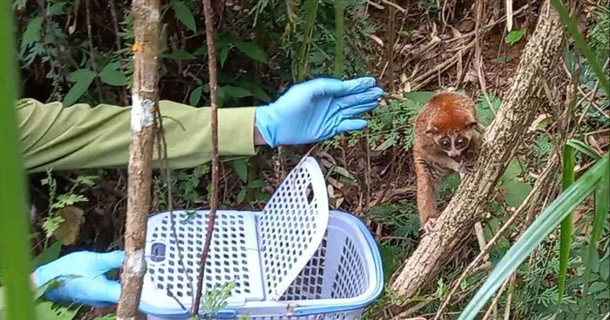 Con cu li quý hiếm bắt được ở TP Thủ Đức cùng 23 động vật hoang dã được ...