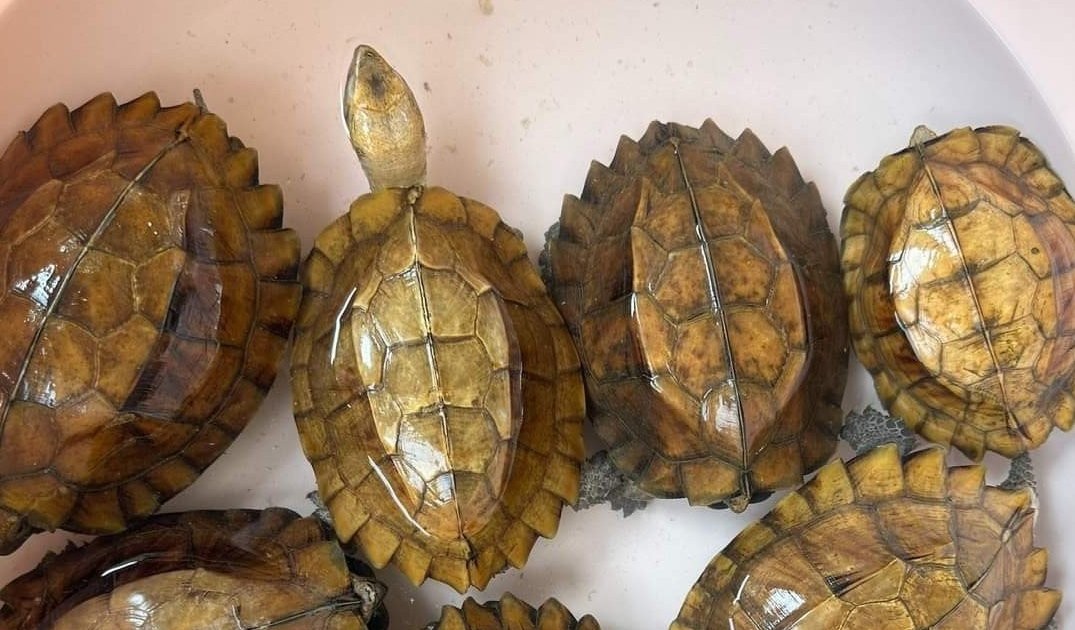 Đà Nẵng: 114 con rùa được nhà chùa giao nộp cho kiểm lâm | Báo Pháp ...