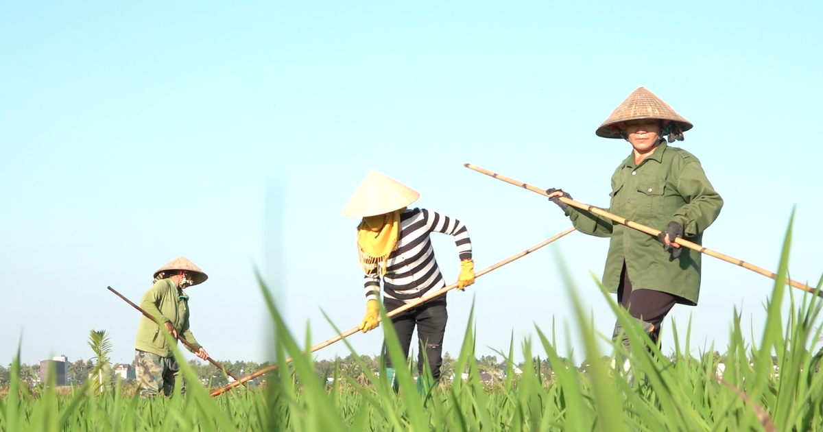 ‘Dệt’ thảm xanh để có những ‘hạt vàng’ ấm no | Báo Pháp Luật TP. Hồ Chí ...