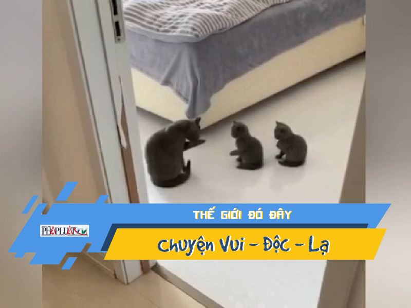 Video: Mèo con học cách rửa mặt từ mèo mẹ | Báo Pháp Luật TP. Hồ Chí Minh