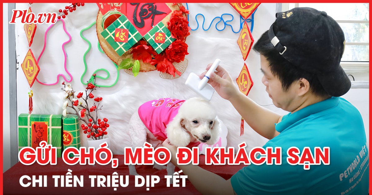 Chi tiền triệu gửi chó, mèo đi nghỉ khách sạn dịp Tết Nguyên đán | Báo ...
