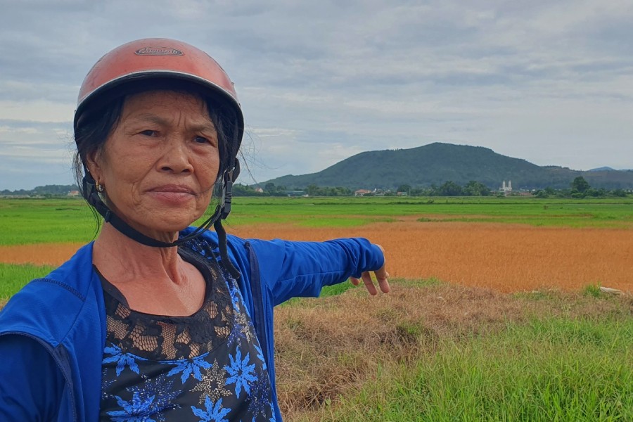 Lúa chết do sự cố tràn dầu khi thi công cao tốc Bắc - Nam | Báo Pháp ...