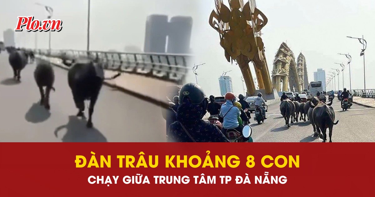 Đàn trâu thả rông gây náo loạn nhiều tuyến phố trung tâm Đà Nẵng | Báo ...