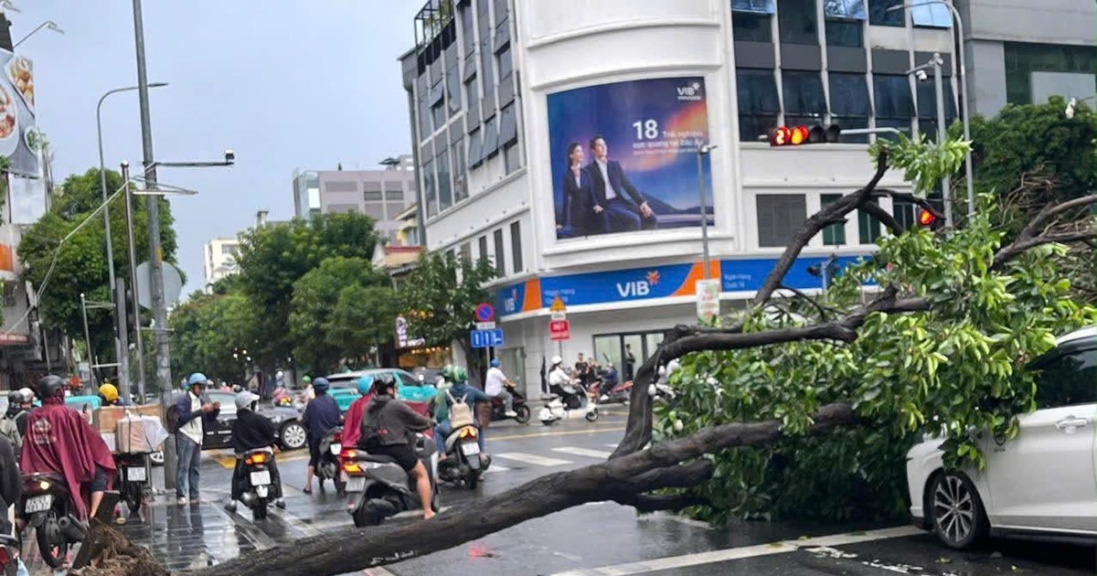 TP.HCM: Xử lý cây xanh nguy hiểm trước mùa mưa bão, đặc biệt là tuyến ...