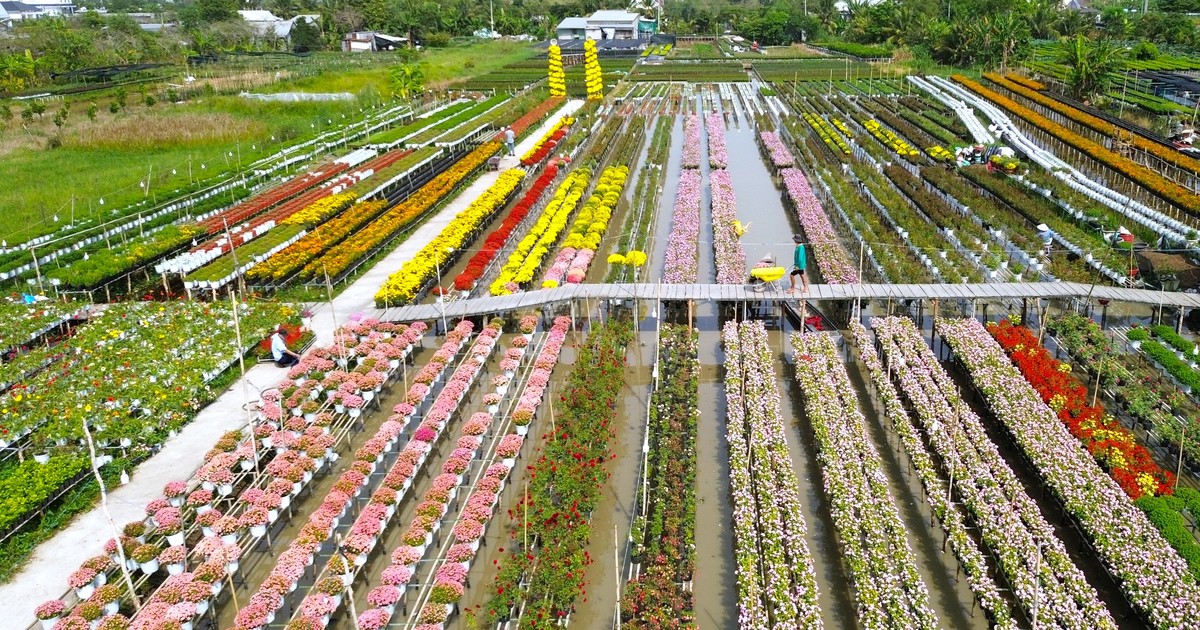 Làng hoa Sa Đéc vào mùa nhộn nhịp, nhà vườn lạc quan chờ Tết | Báo Pháp ...