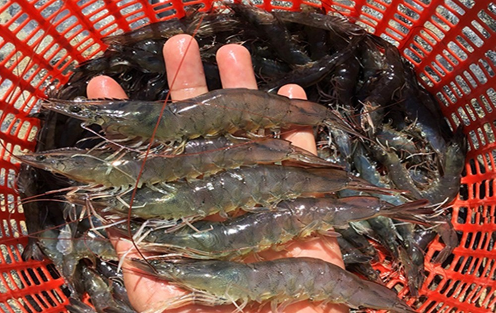 Khoảng trống pháp lý nhìn từ việc dừng bảo hộ chỉ dẫn địa lý cho tôm ...