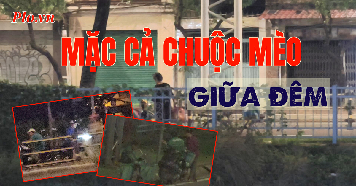 VIDEO ĐIỀU TRA - Bài 3: Giáp mặt ‘mèo tặc’: Mặc cả chuộc mèo giữa đêm ...