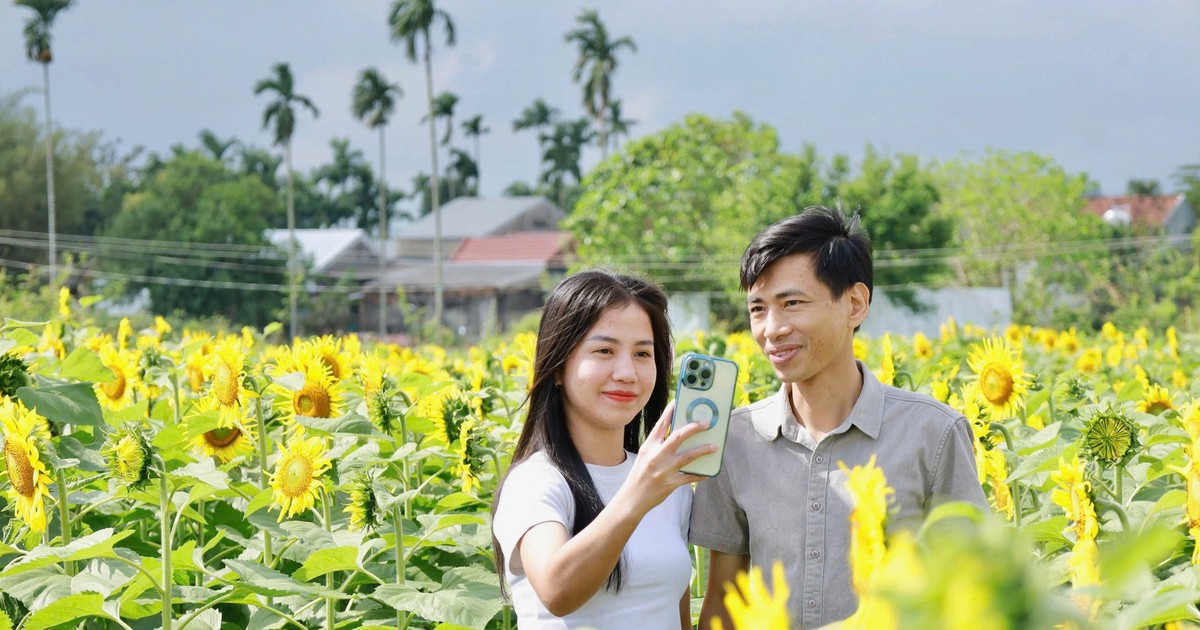 Hàng triệu bông hướng dương nở rộ trên khu đất vốn bị bỏ hoang ở Quảng ...