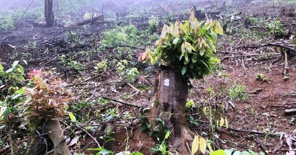 Đốt phá 2.700m2 rừng, 1 công ty bị phạt 40 triệu đồng